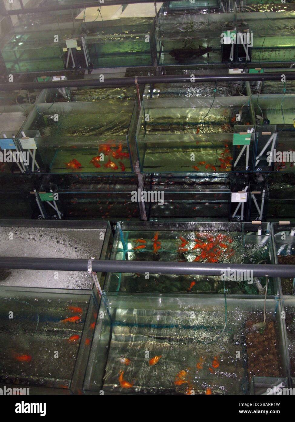 Fish spawning aquarium hi-res stock photography and images - Alamy