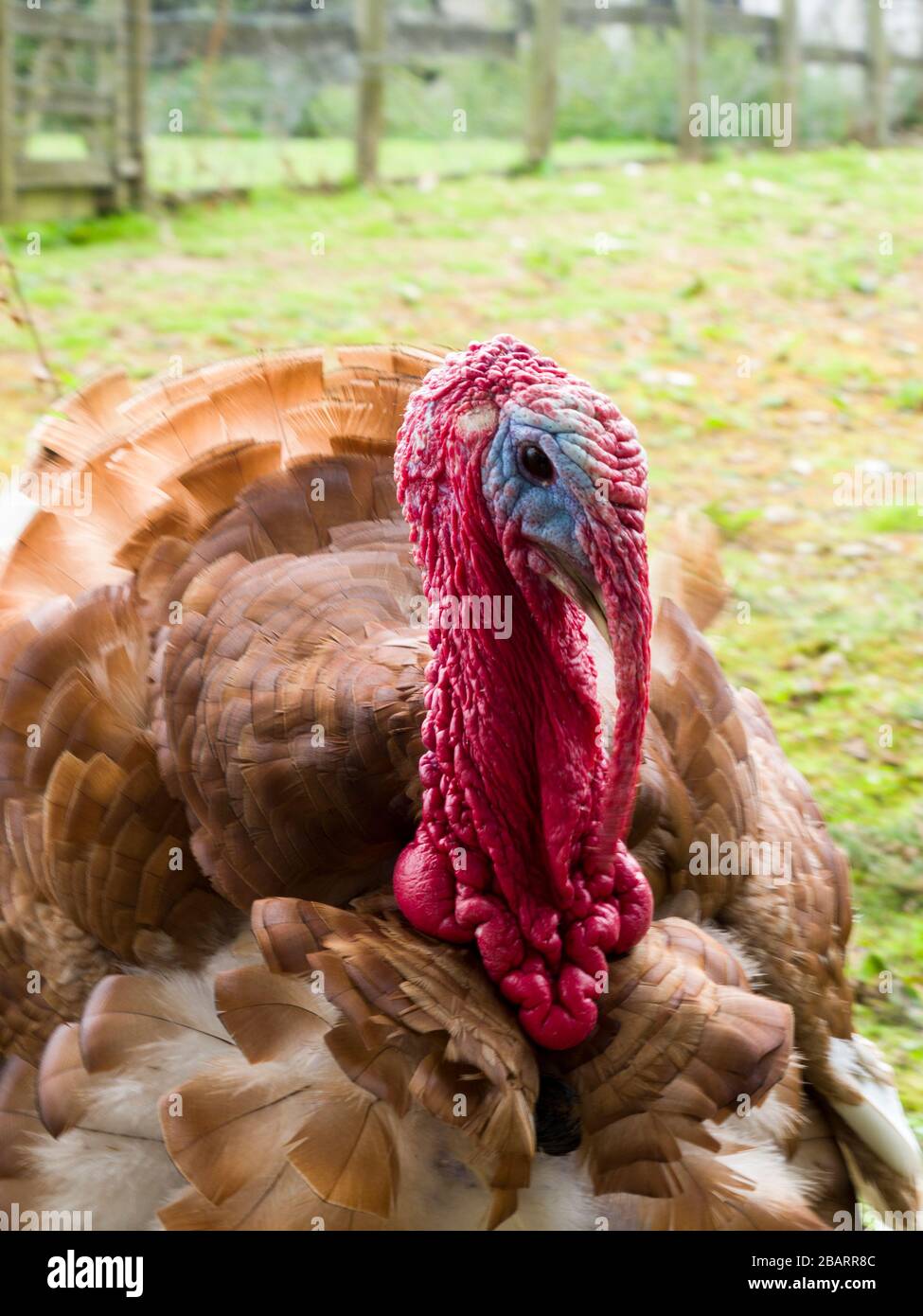 Bourbon Red Turkey High Resolution Stock Photography and Images - Alamy