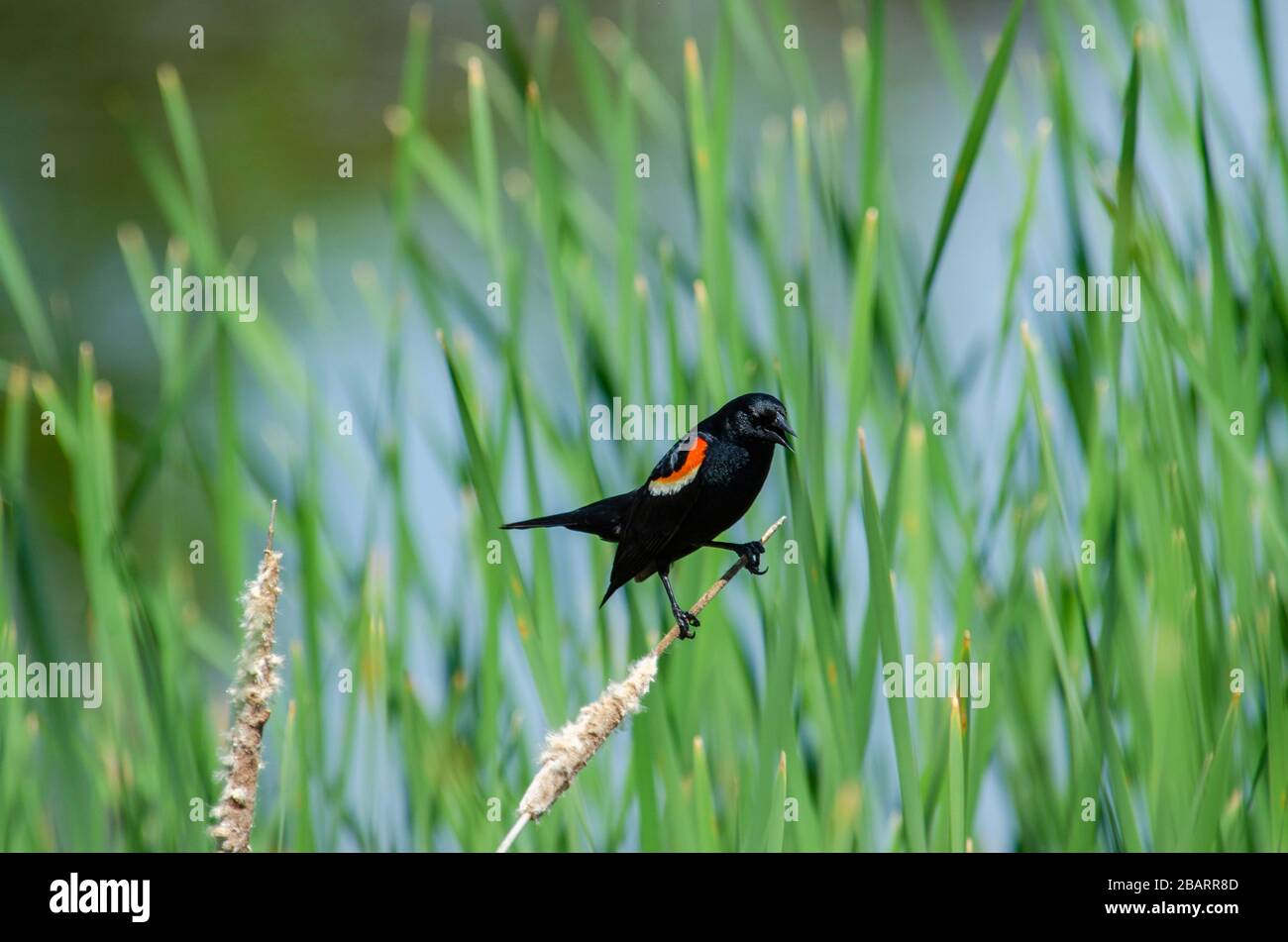 Reeds roseaux hi-res stock photography and images - Alamy