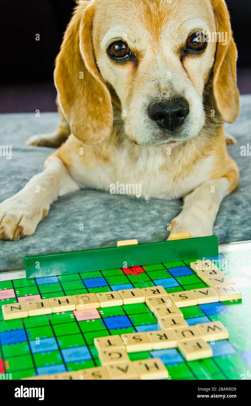 Scrabble animal hi-res stock photography and images - Alamy