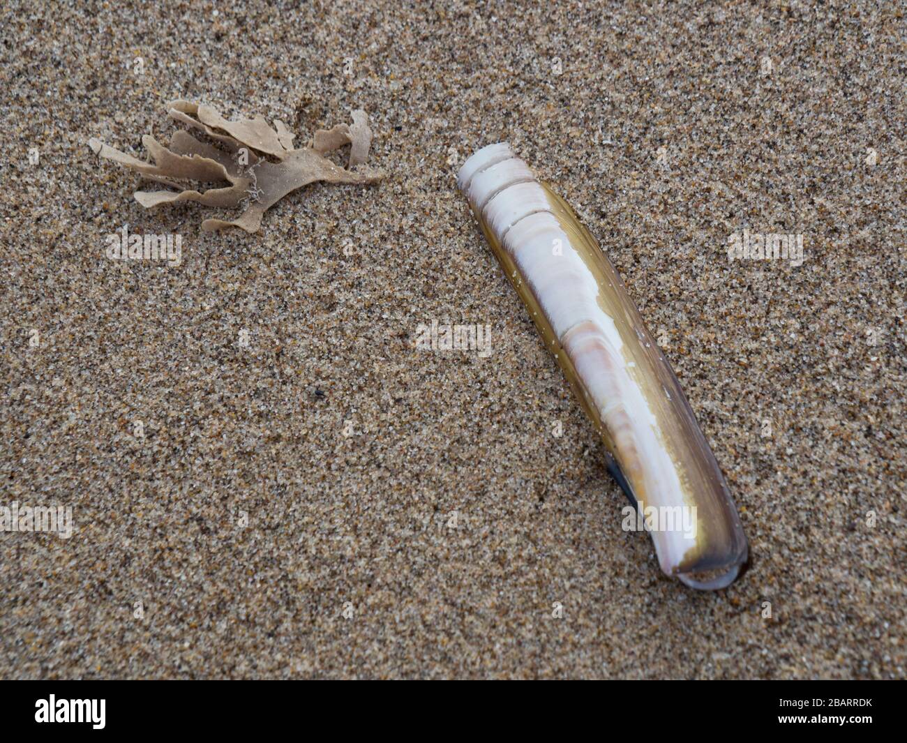 Razor fish hi-res stock photography and images - Alamy