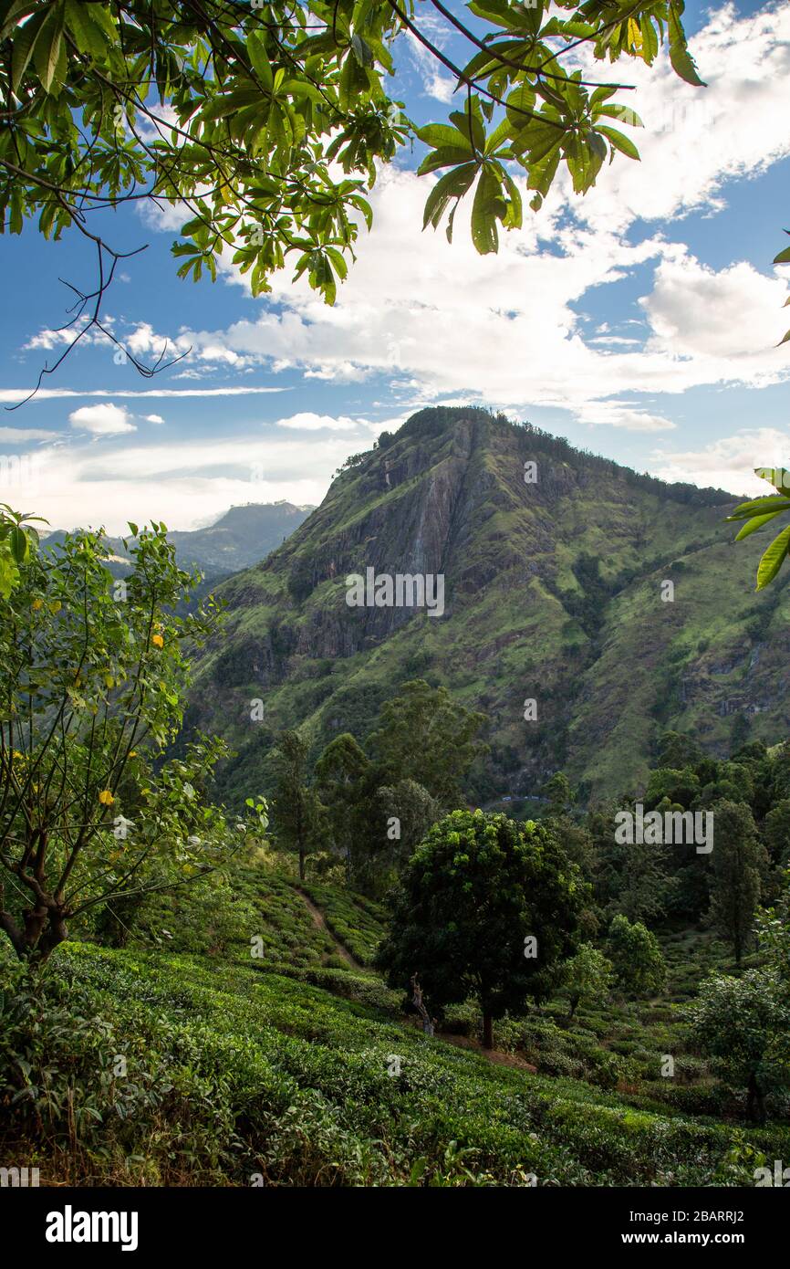 Mountain view of Ella Rock from the walk up Little Adam's Peak at Ella ...