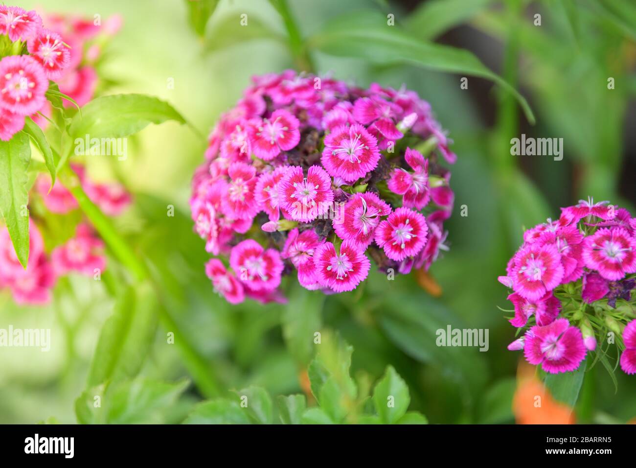 Sweet William flower (Dianthus barbatus) in garden Stock Photo - Alamy