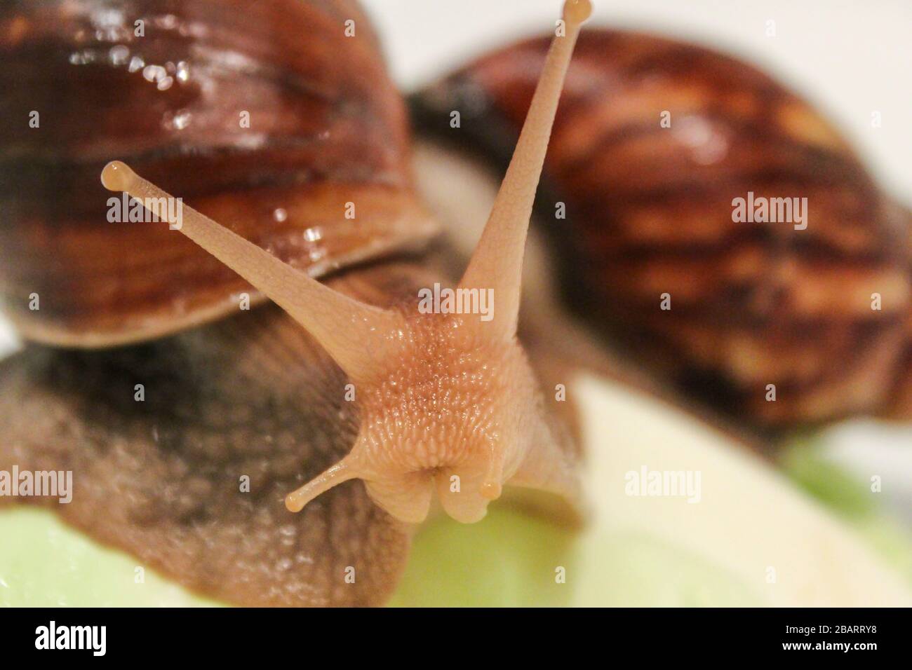 Cabbage snail hi-res stock photography and images - Alamy