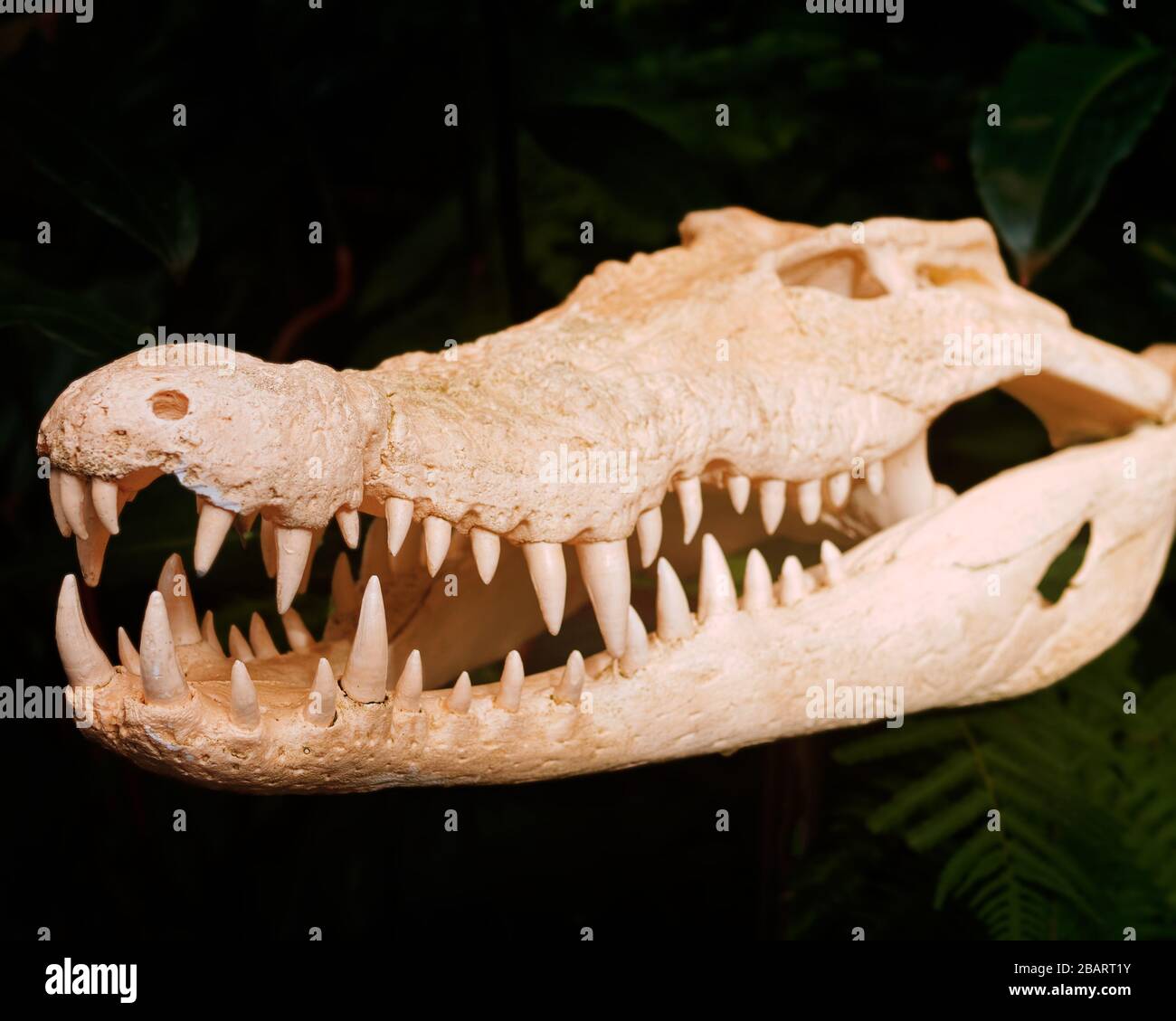 Close-up of alligator skull on a dark jungle background Stock Photo - Alamy