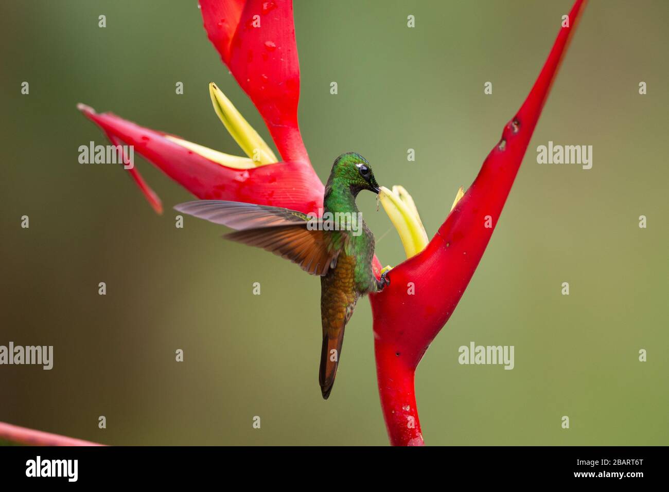 Heliconia hummingbird hi-res stock photography and images - Alamy
