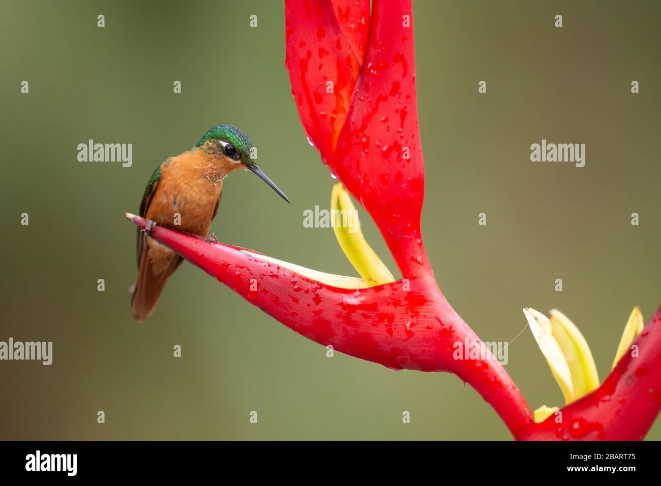Heliconia hummingbird hi-res stock photography and images - Alamy