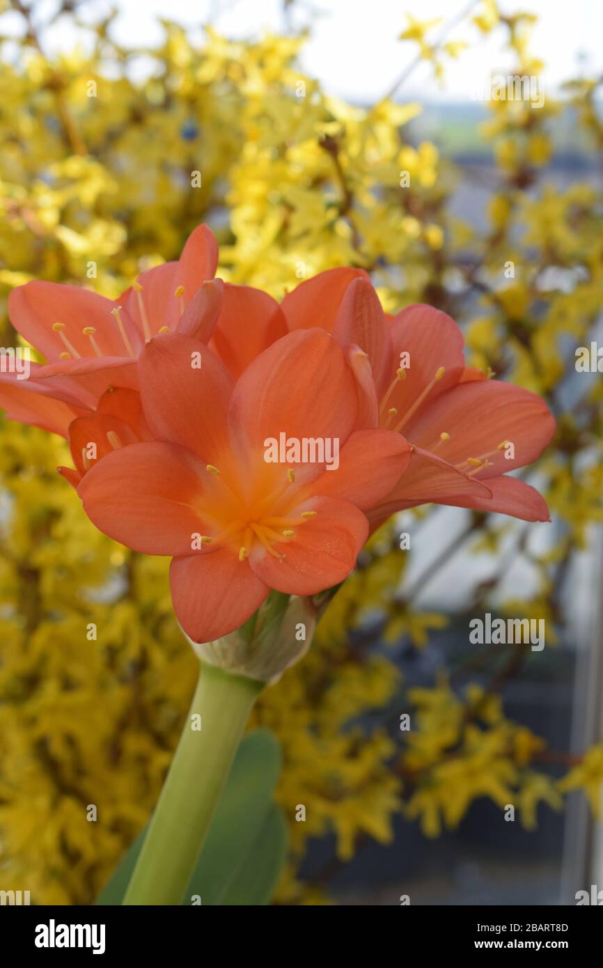 blooming spring flowers Stock Photo - Alamy