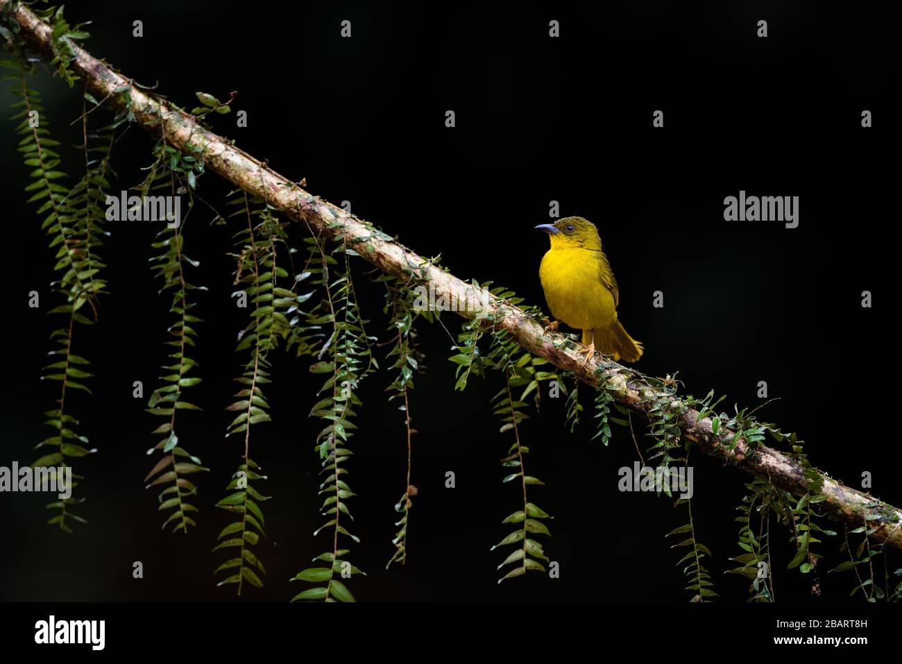 Yellow-olive Tanager (Orthogonys chloricterus Stock Photo - Alamy