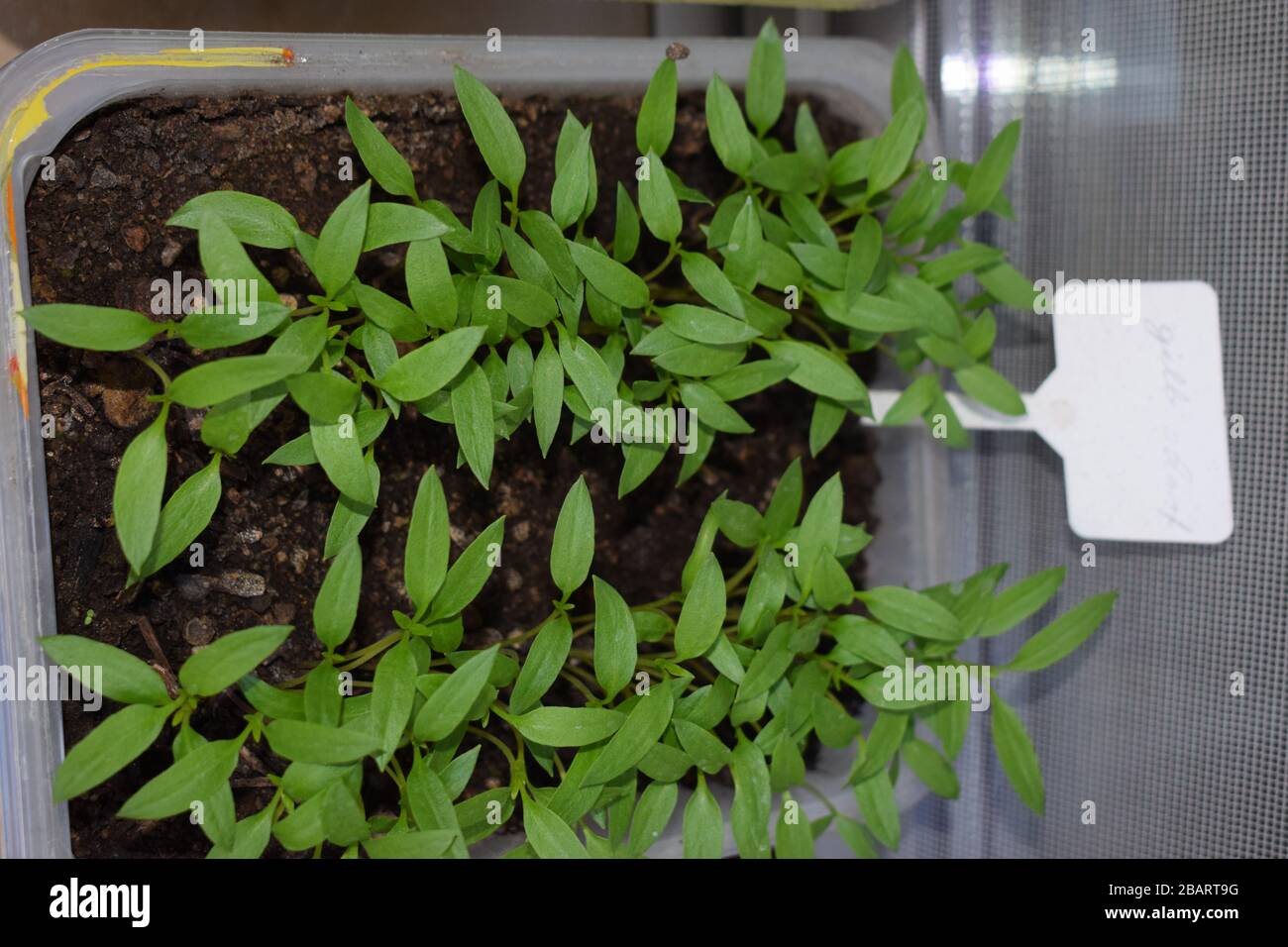 small tomato plants Stock Photo - Alamy