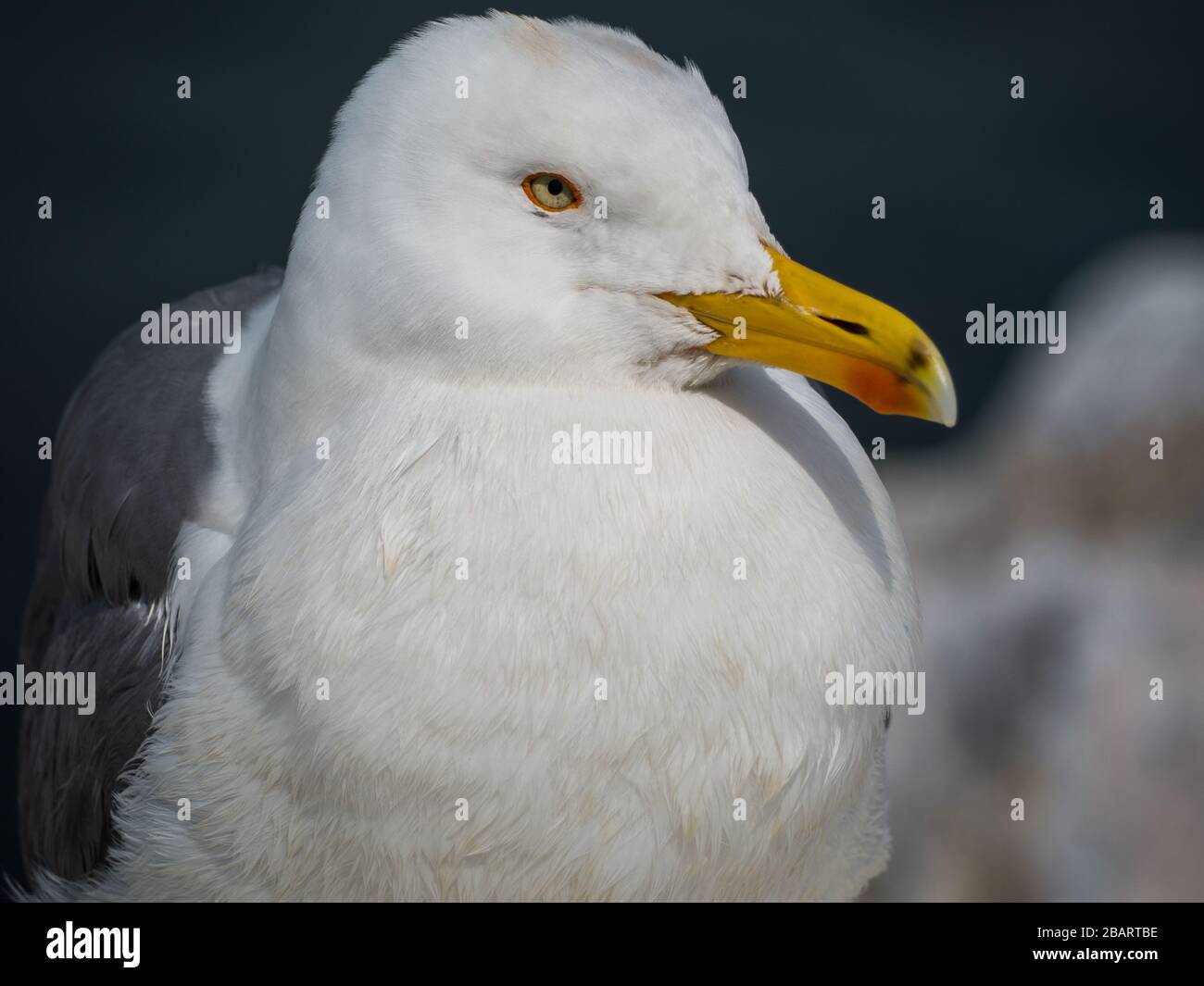 Seagull showcase hi-res stock photography and images - Alamy