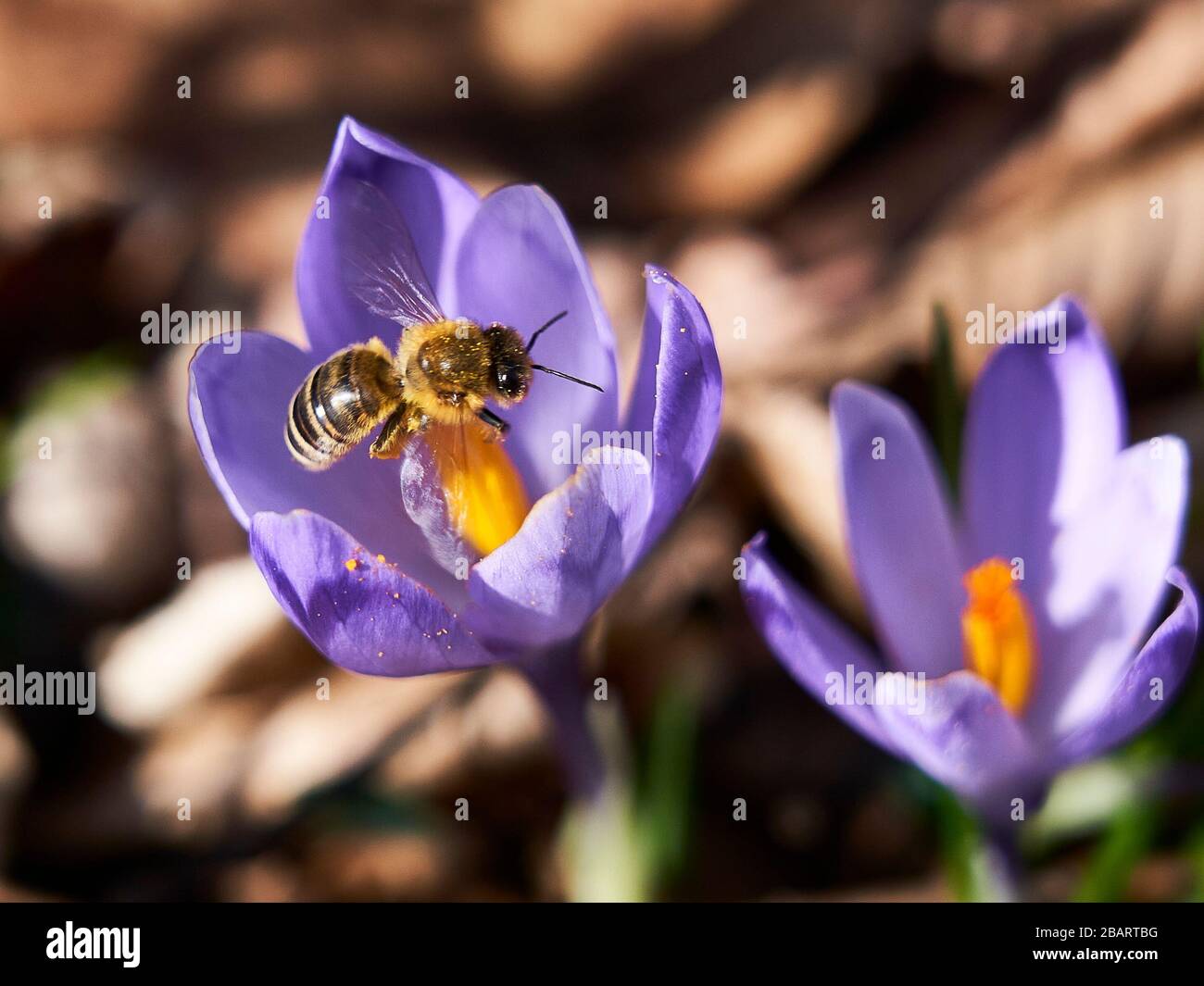 Bee and crocus hi-res stock photography and images - Alamy