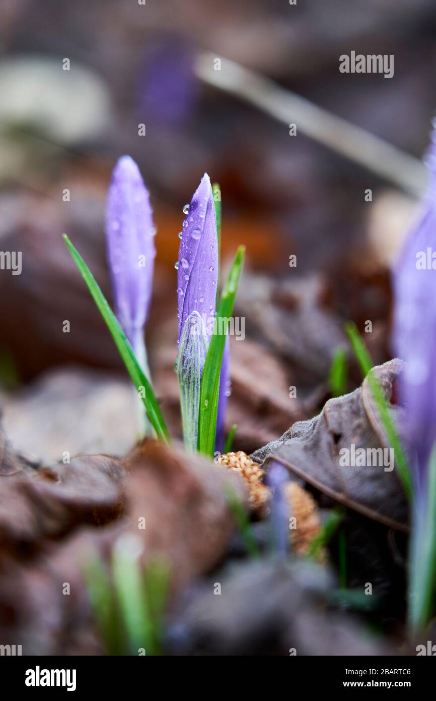 Dissimulation Clipart Flower