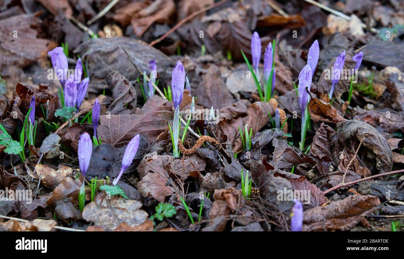 Crocus flowers emerging from underneath dry leaves in springtime Stock ...