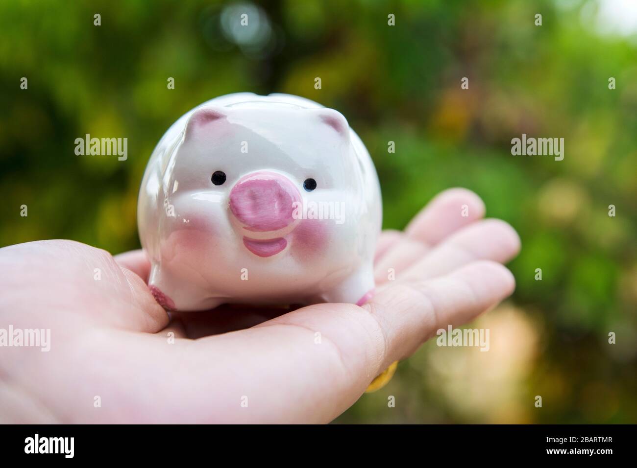 piggy save money concept, piggy bank on nature background Stock Photo ...