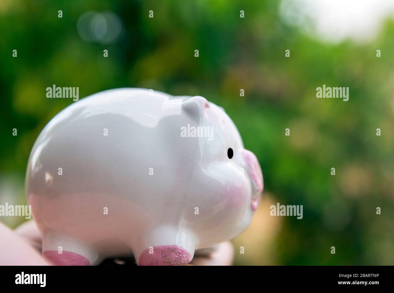 piggy save money concept, piggy bank on nature background Stock Photo ...