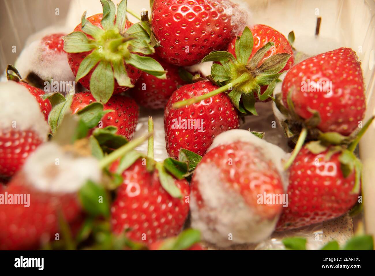 Rotting strawberries close-up Stock Photo - Alamy