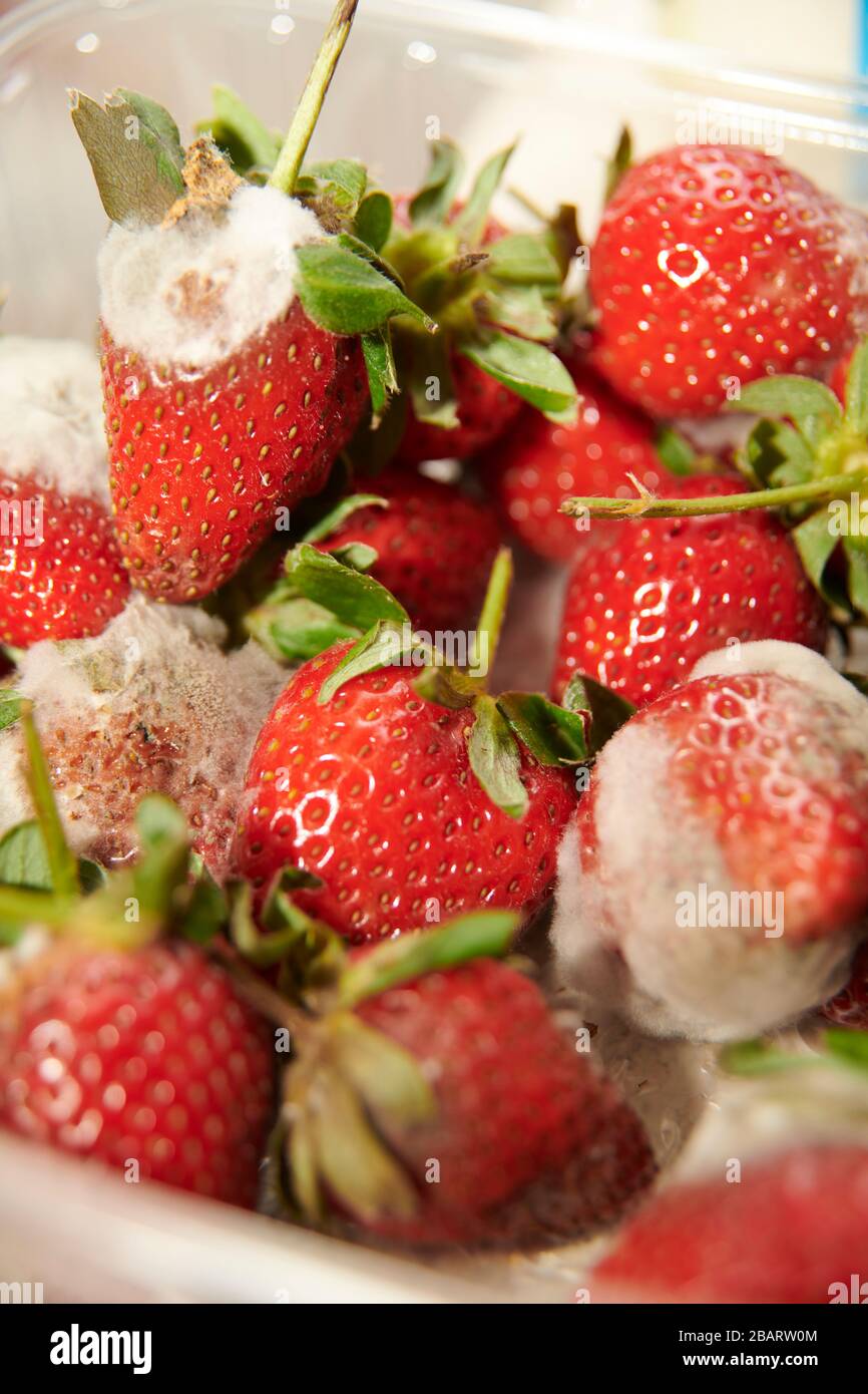 Decay rotting mouldy strawberries hi-res stock photography and images ...