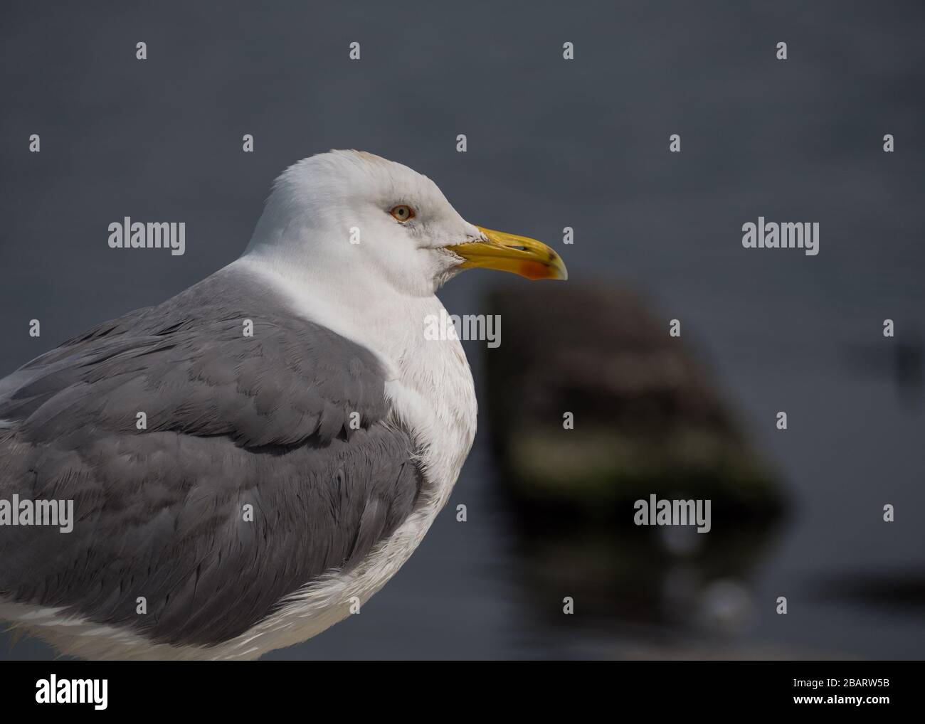 Seagull showcase hi-res stock photography and images - Alamy