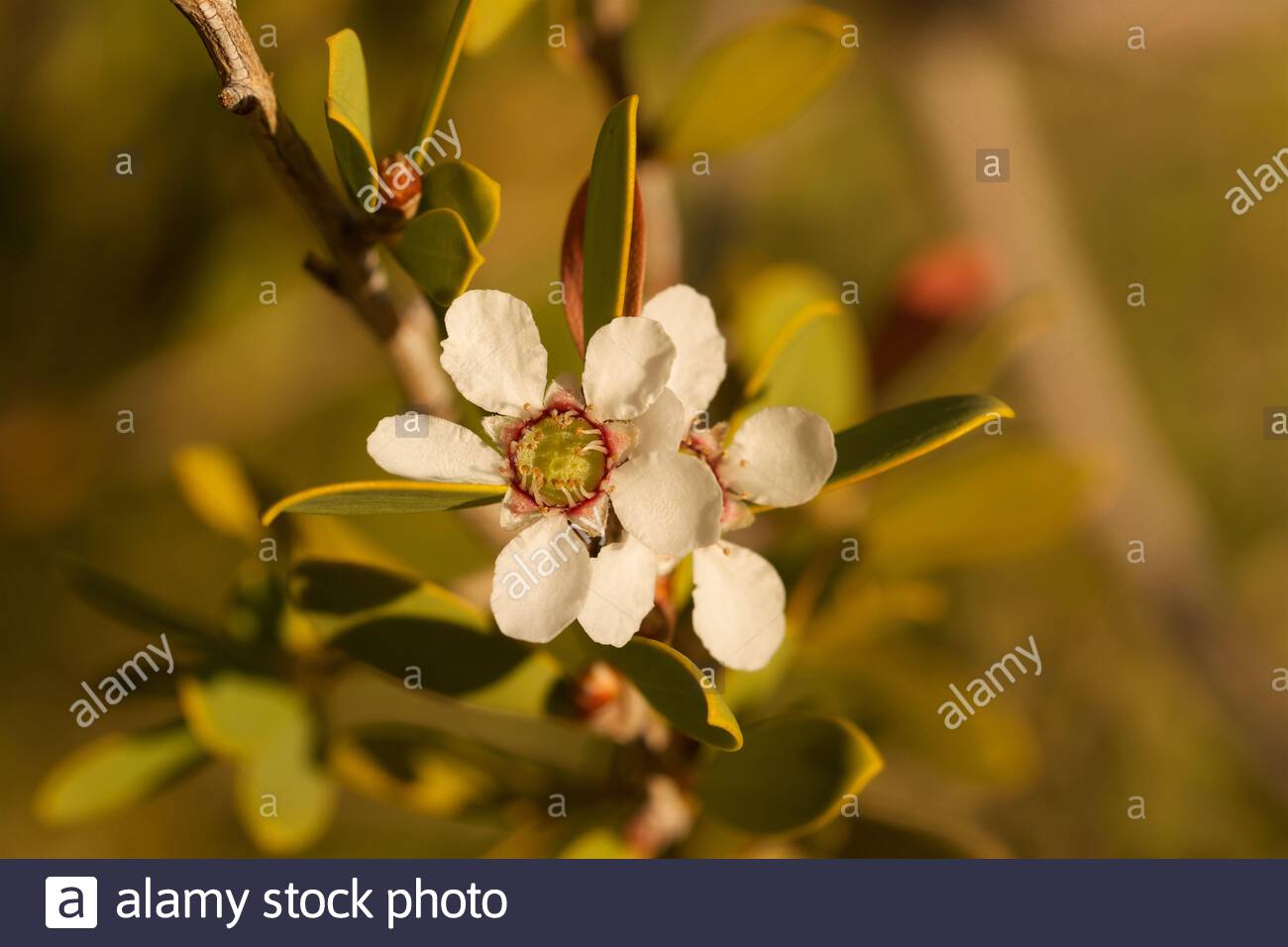 Introduced In Western Australia High Resolution Stock Photography and ...