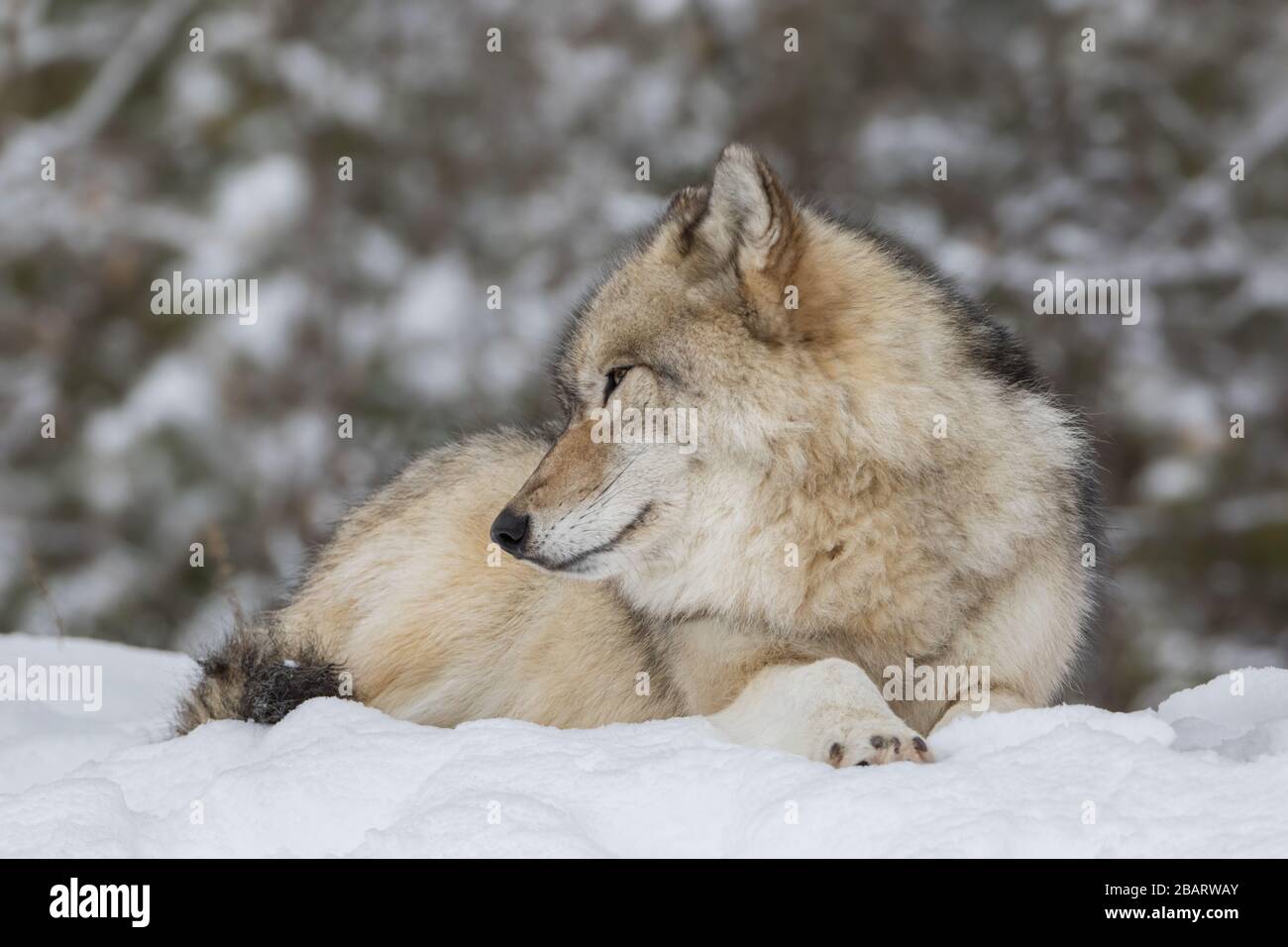 Wolf in kind hi-res stock photography and images - Alamy