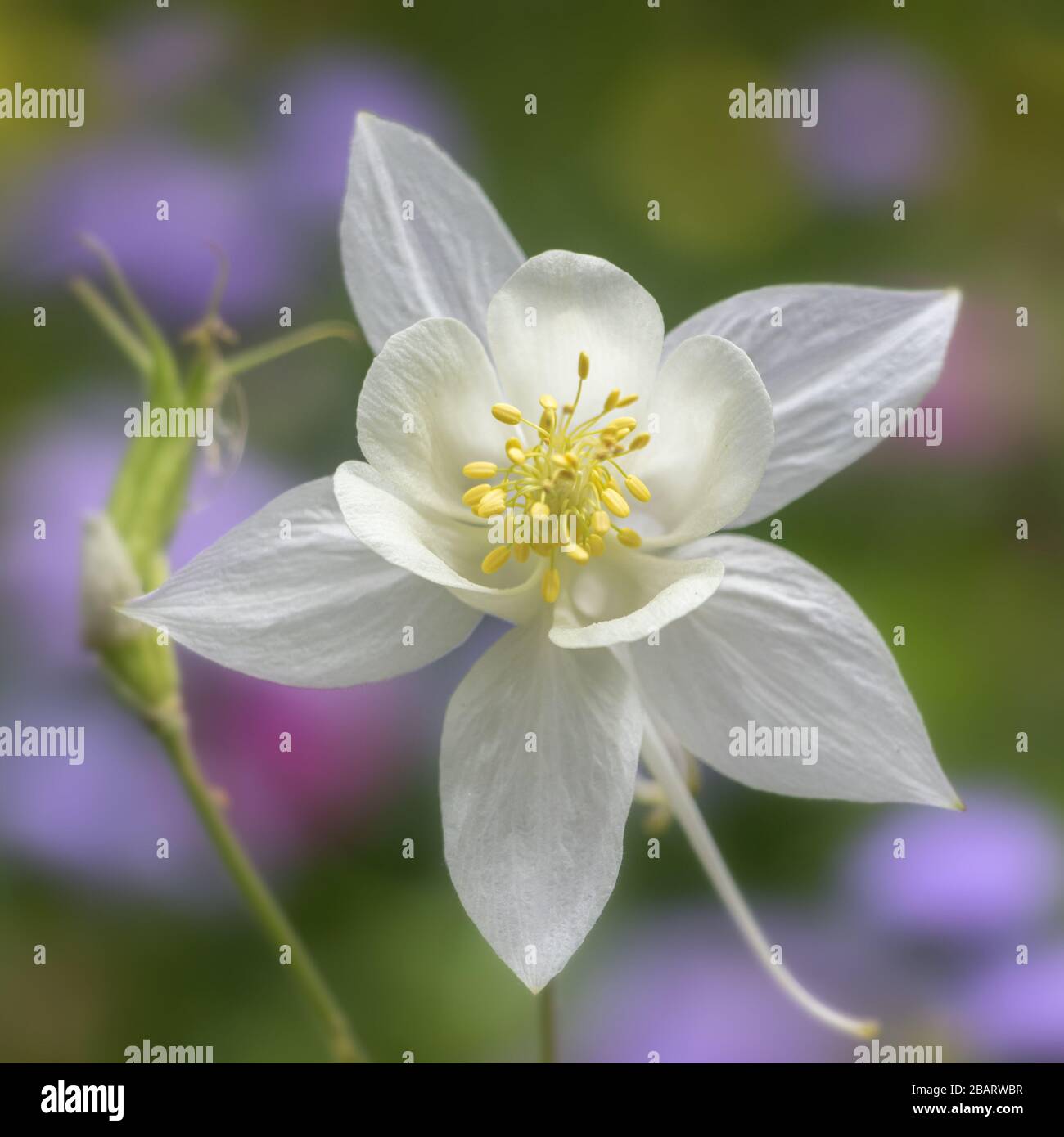 Pure white columbine flower soft close up Stock Photo - Alamy