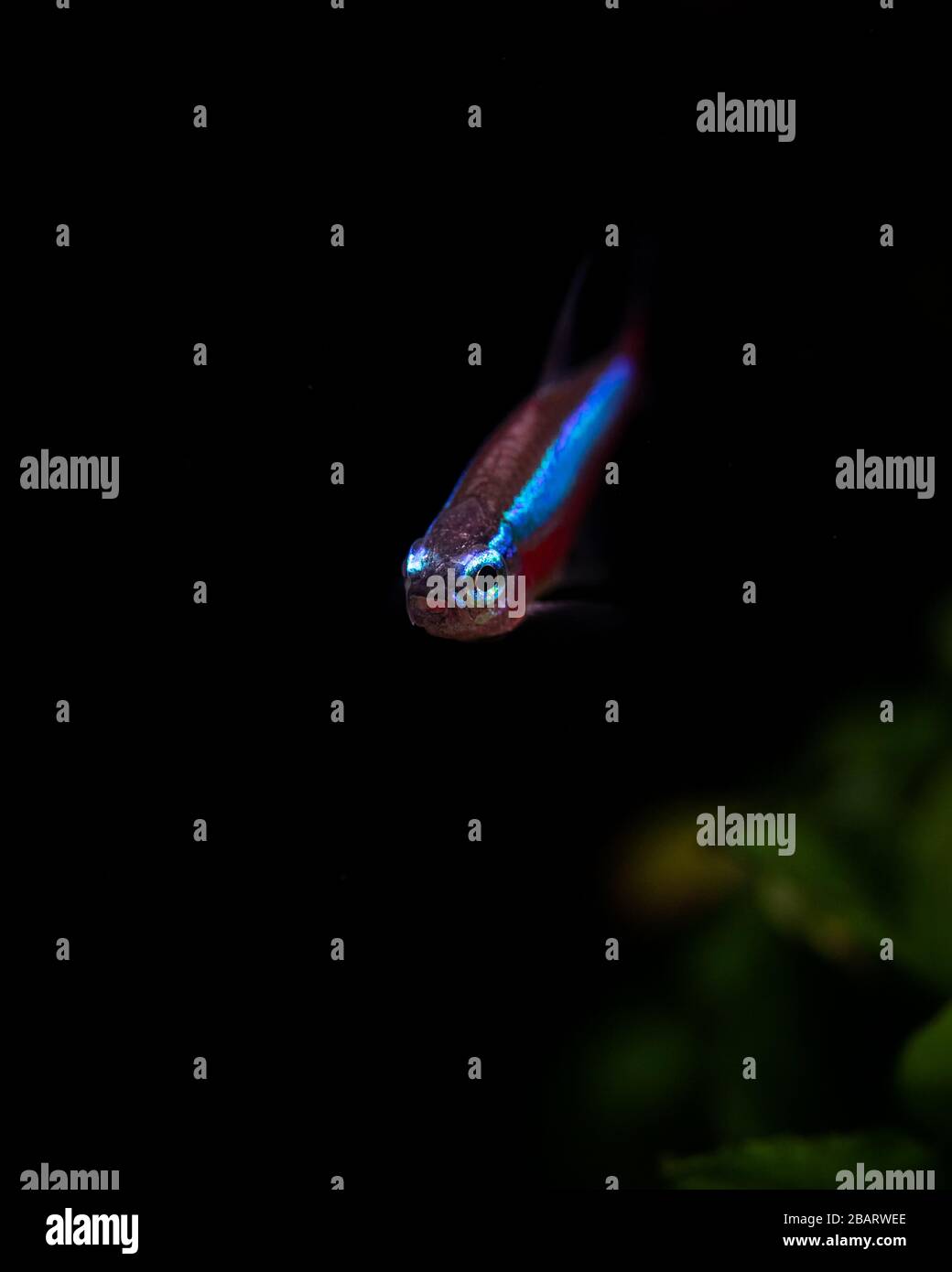 Cardinal Tetra fish coming out of underwater darkness (vertical Stock ...