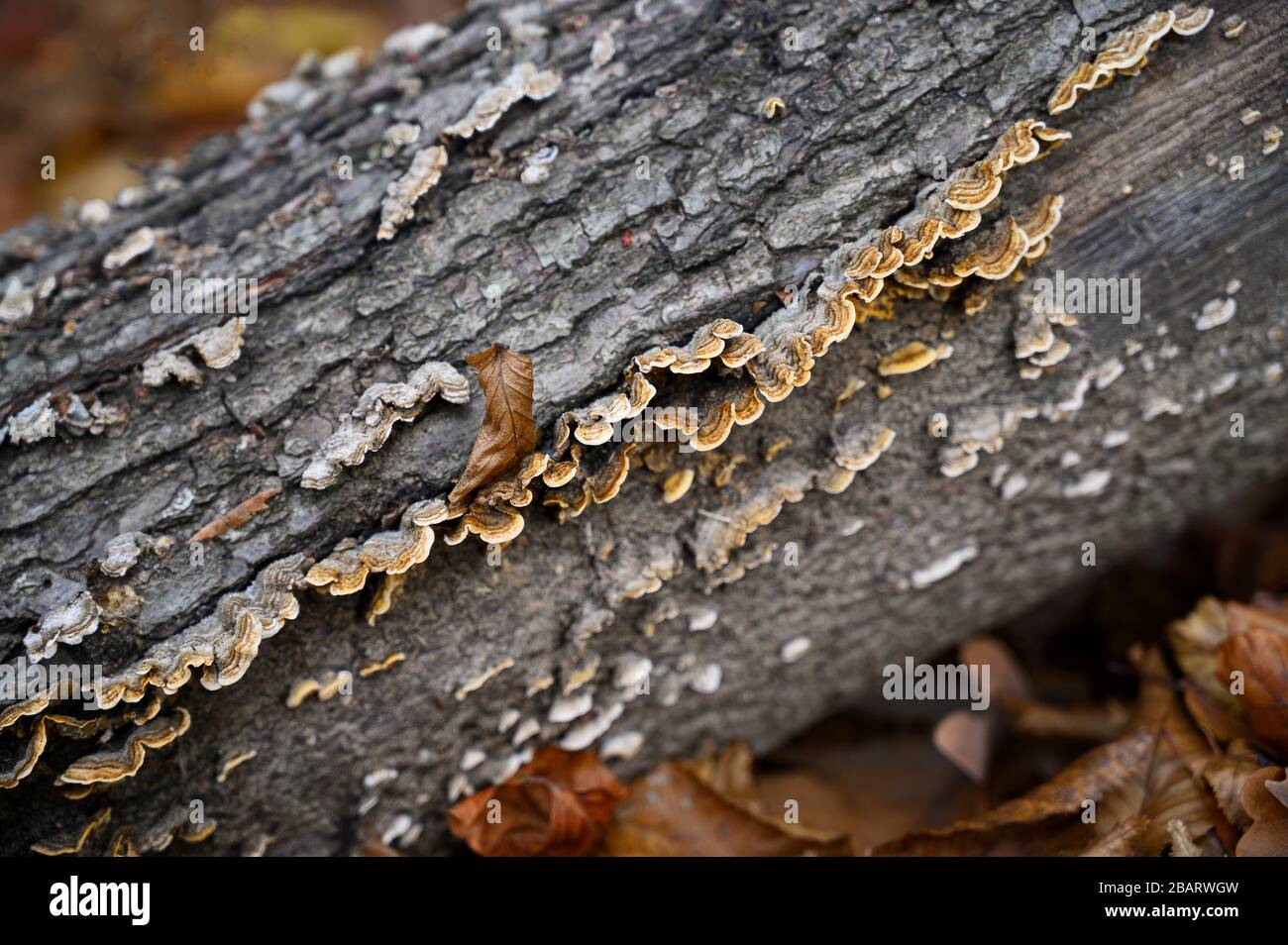 Conks on trees hi-res stock photography and images - Alamy