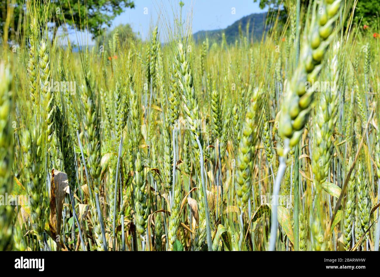 Golden Wheat Field on Countryside before the Harvest in Transylvania ...