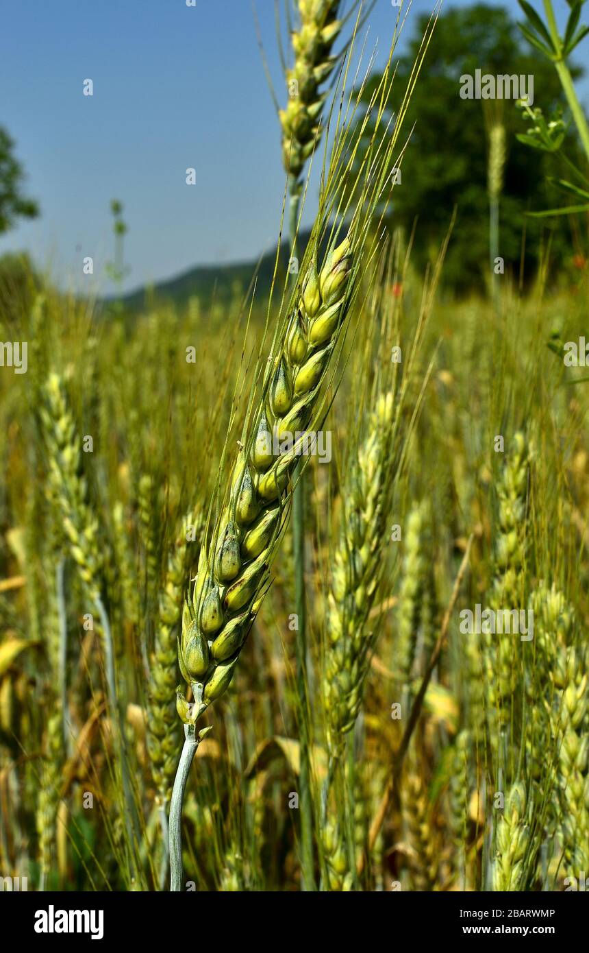 Vertical photo ear of wheat hi-res stock photography and images - Alamy