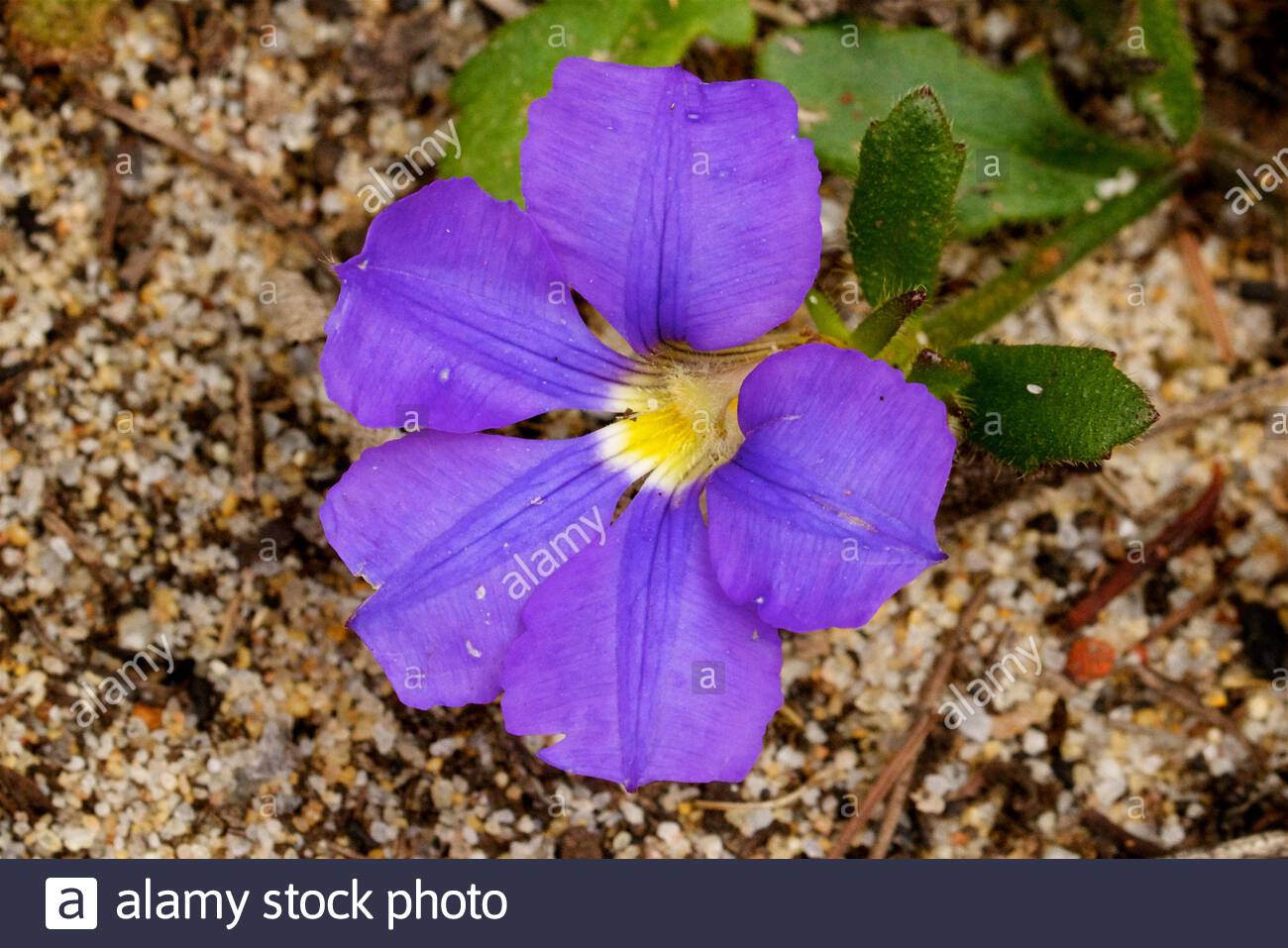 Fan Shaped Plants High Resolution Stock Photography and Images - Alamy