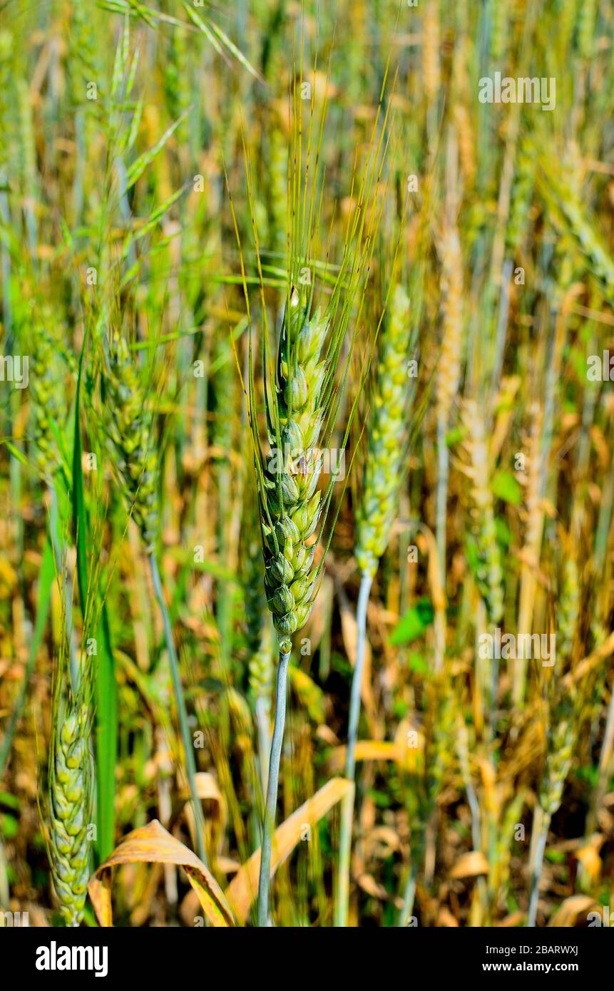 Basic wheat hi-res stock photography and images - Alamy