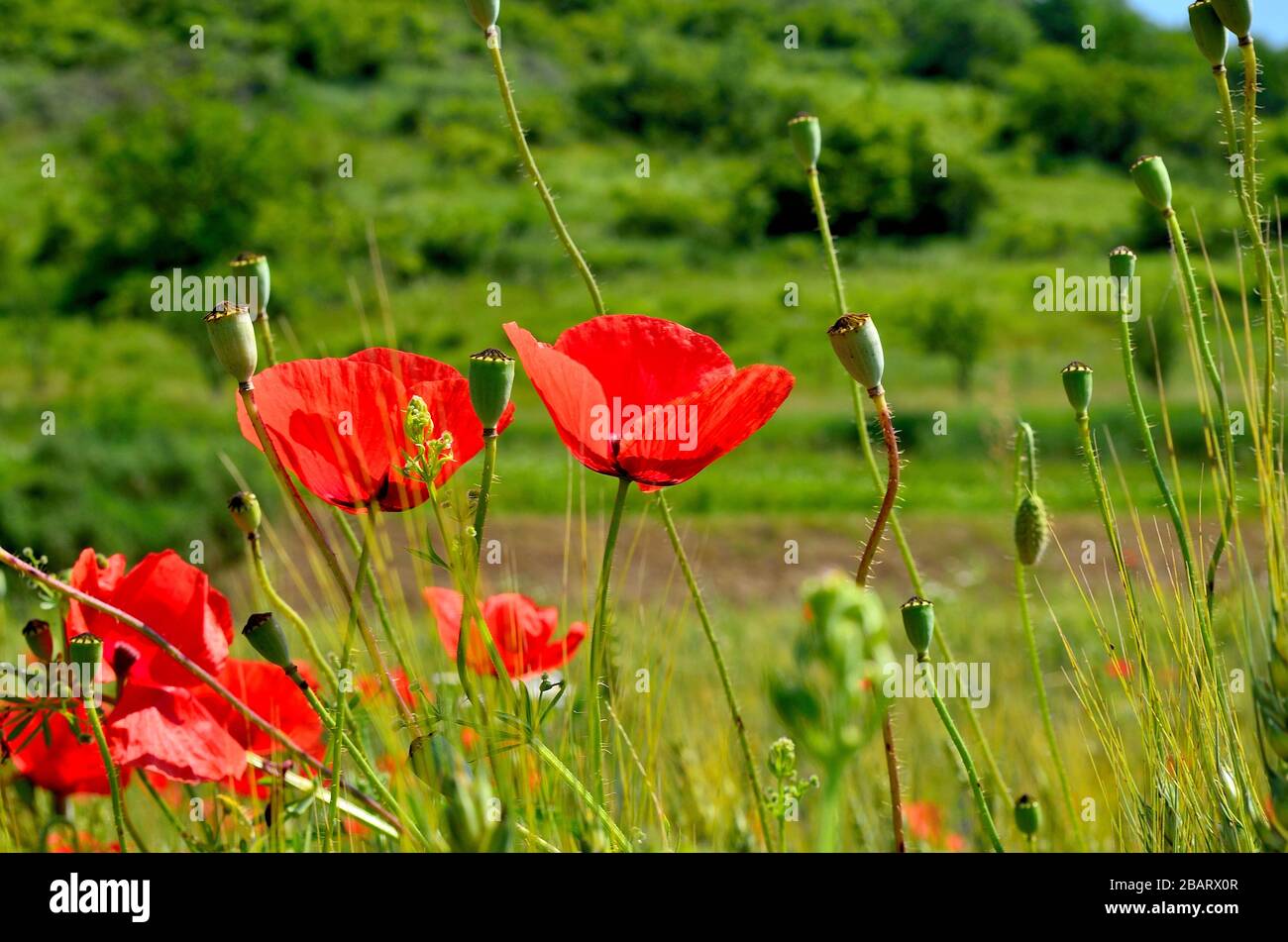 Red Poppy Field with Green Hillside on the Background during Summer at ...
