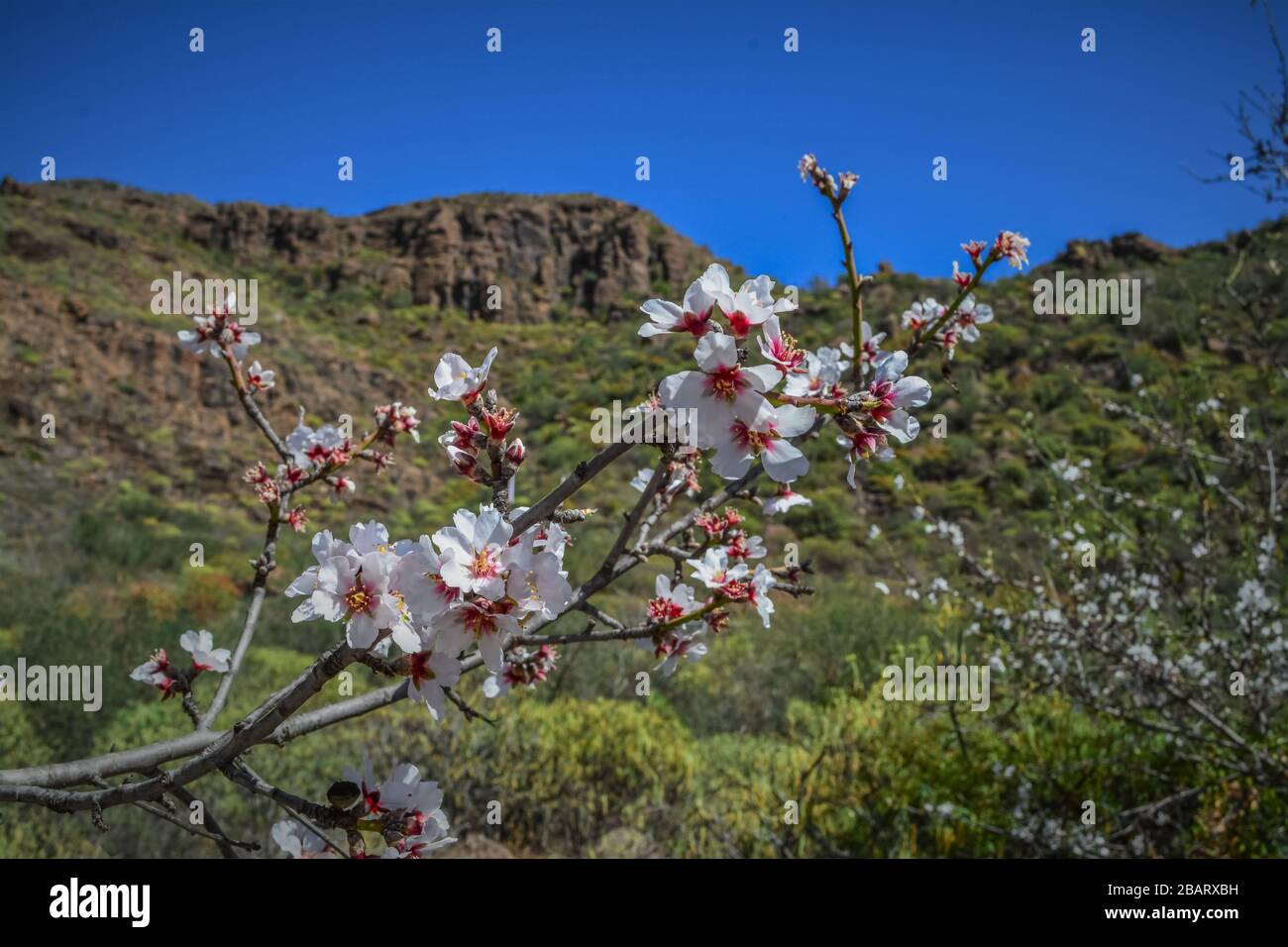 ALMOND TREE IN BLOOM,WHITE FLOWERS Stock Photo - Alamy