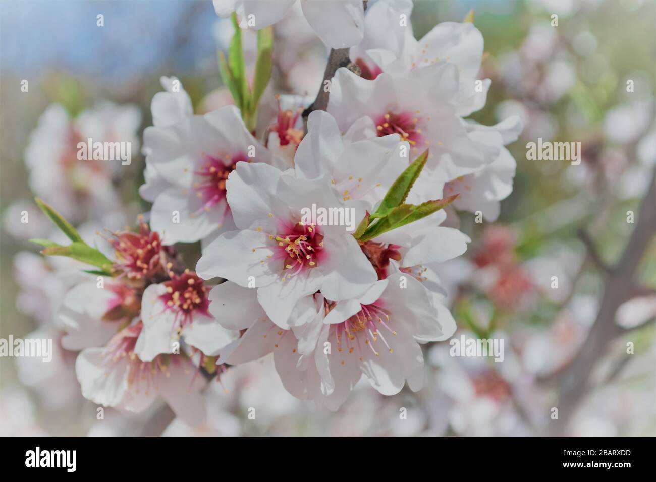 ALMOND TREE IN BLOOM,WHITE FLOWERS Stock Photo - Alamy