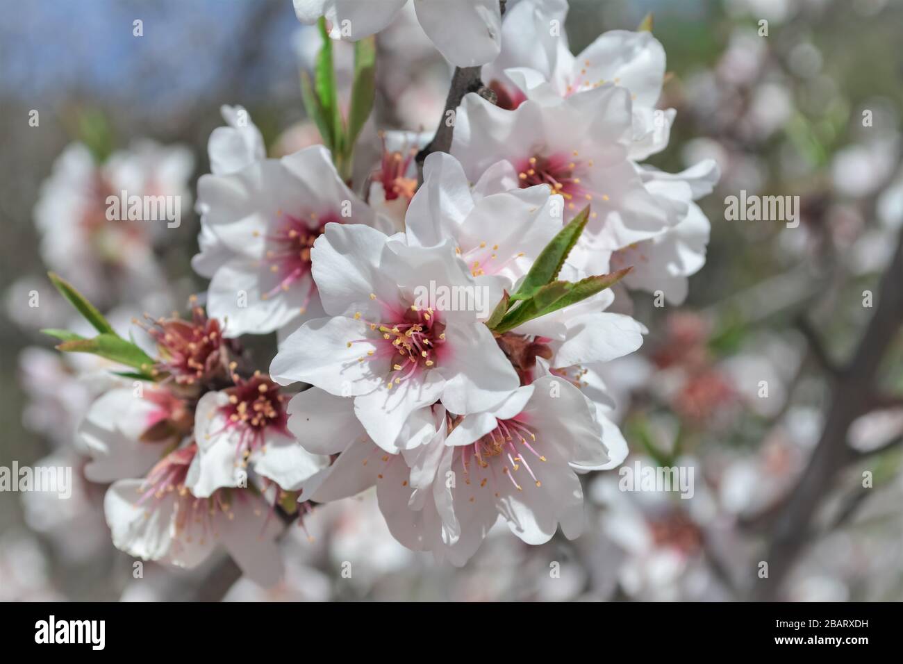 ALMOND TREE IN BLOOM,WHITE FLOWERS Stock Photo - Alamy