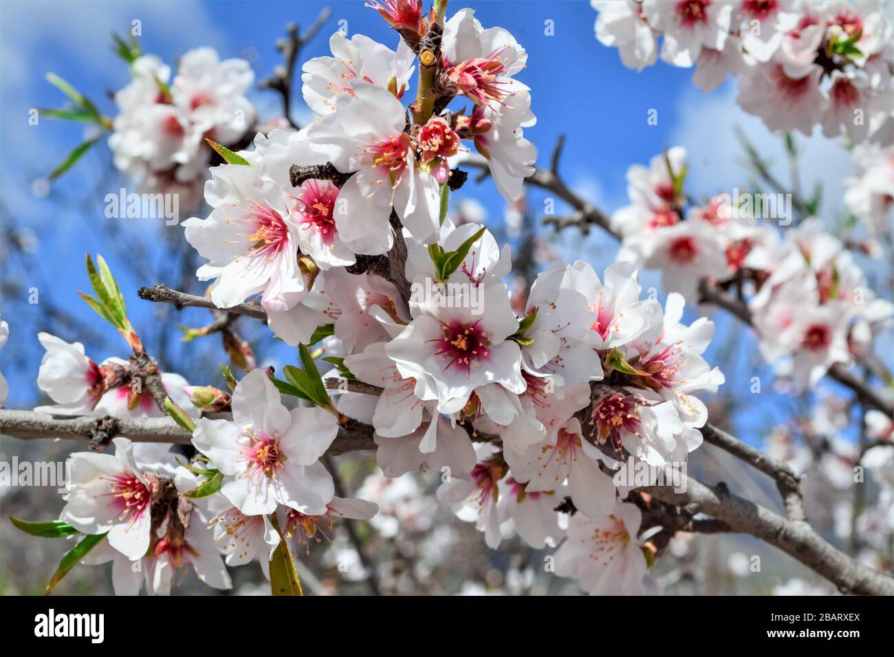 ALMOND TREE IN BLOOM,WHITE FLOWERS Stock Photo - Alamy