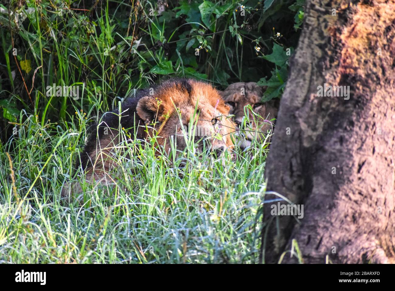 spotted a young lion & lioness couple Stock Photo - Alamy