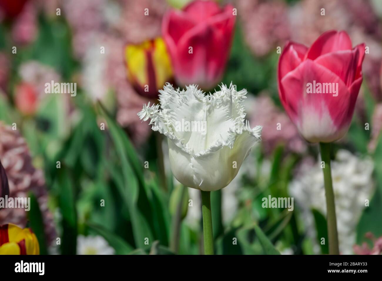 Beautiful tulips growing in garden hi-res stock photography and images ...