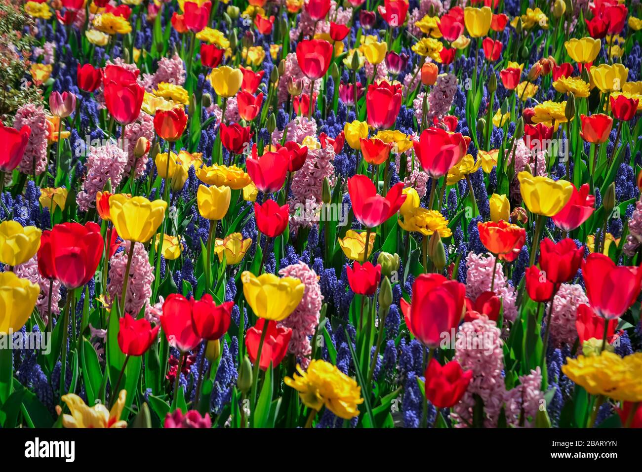 Beautiful tulips growing in garden hi-res stock photography and images ...