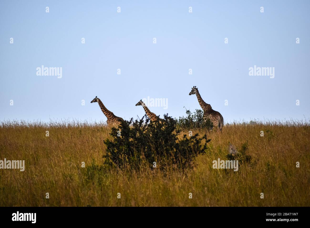 Pre sunset hi-res stock photography and images - Alamy