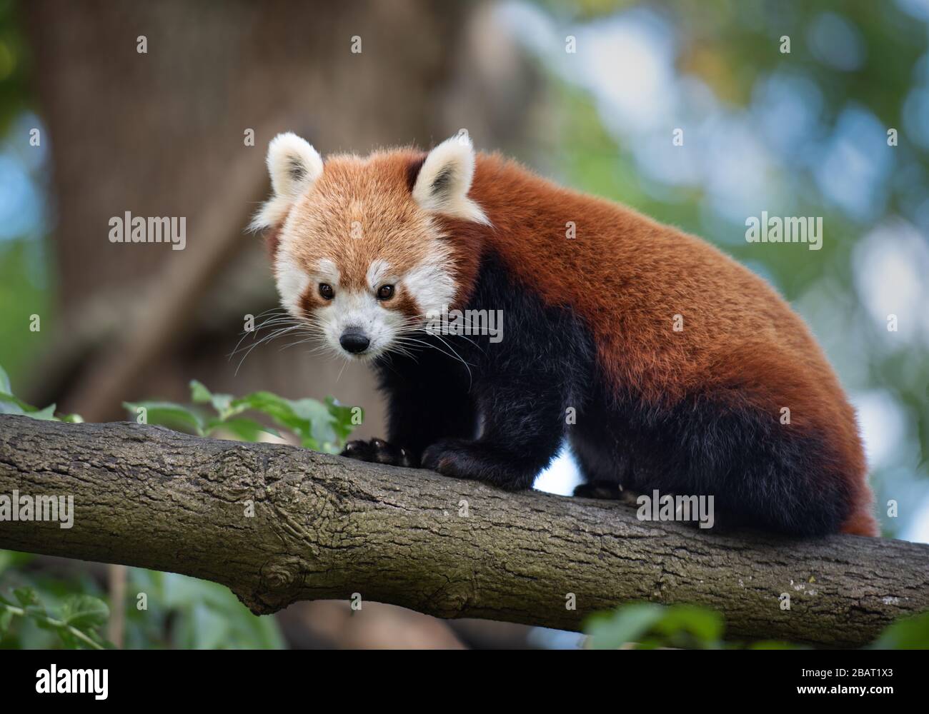 Eastern red panda hi-res stock photography and images - Alamy