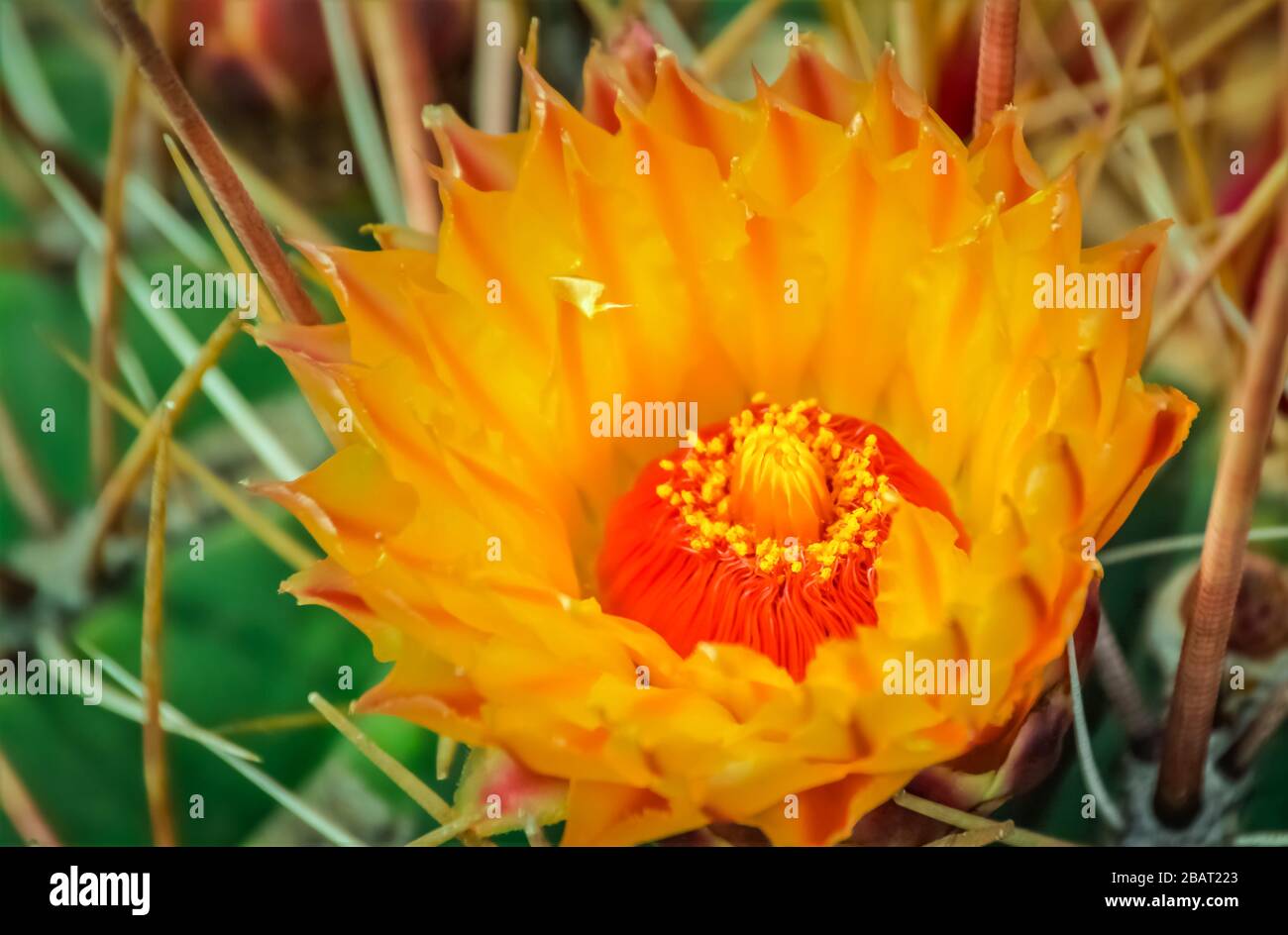 Beautiful red cactus flowers hi-res stock photography and images - Alamy