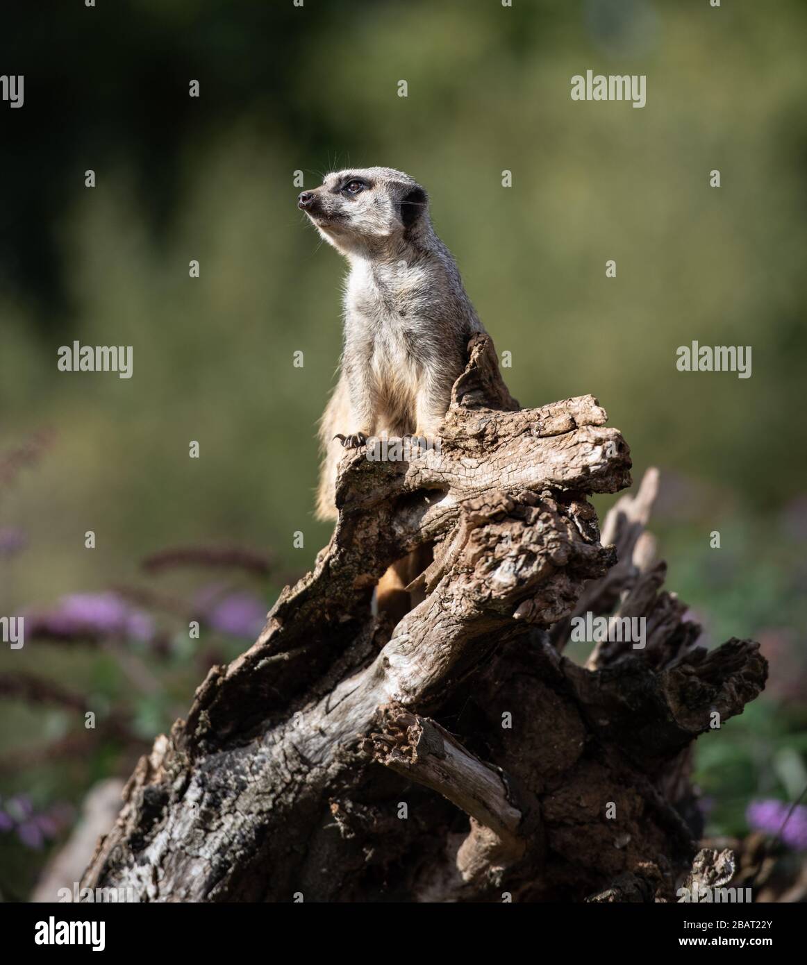 Small mamal hi-res stock photography and images - Alamy