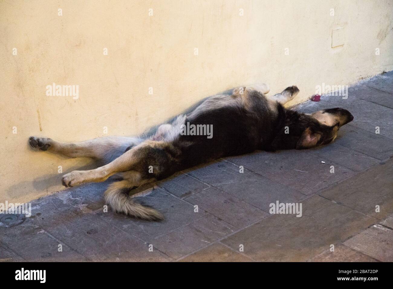 Dog stretching hi-res stock photography and images - Alamy