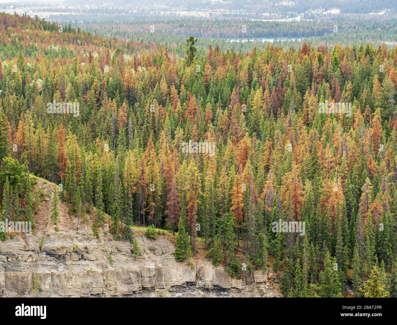 Spruce Budworm Damaged Trees: Like fall colours in a deciduous forest ...