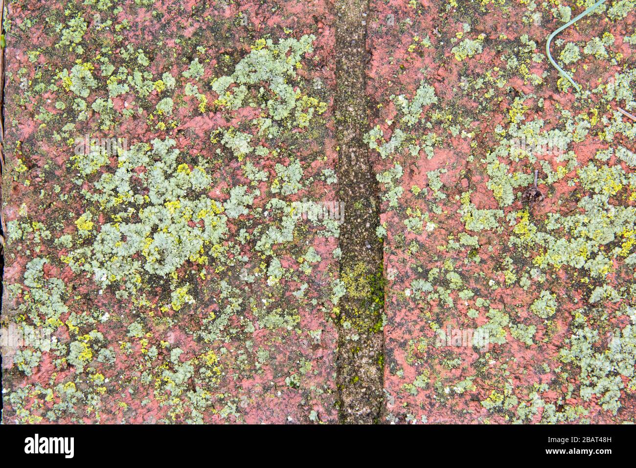 Lichen on brick Stock Photo - Alamy