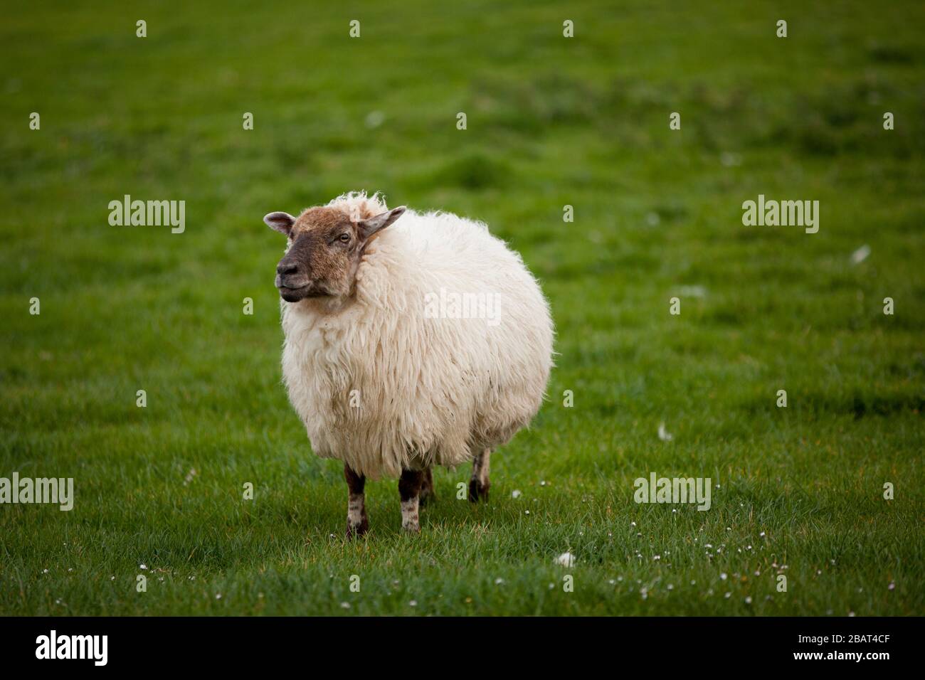 Irish sheep. County Kerry, Ireland Stock Photo - Alamy