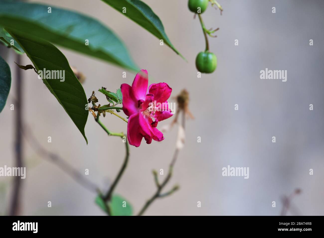 Gulabi house hi-res stock photography and images - Alamy