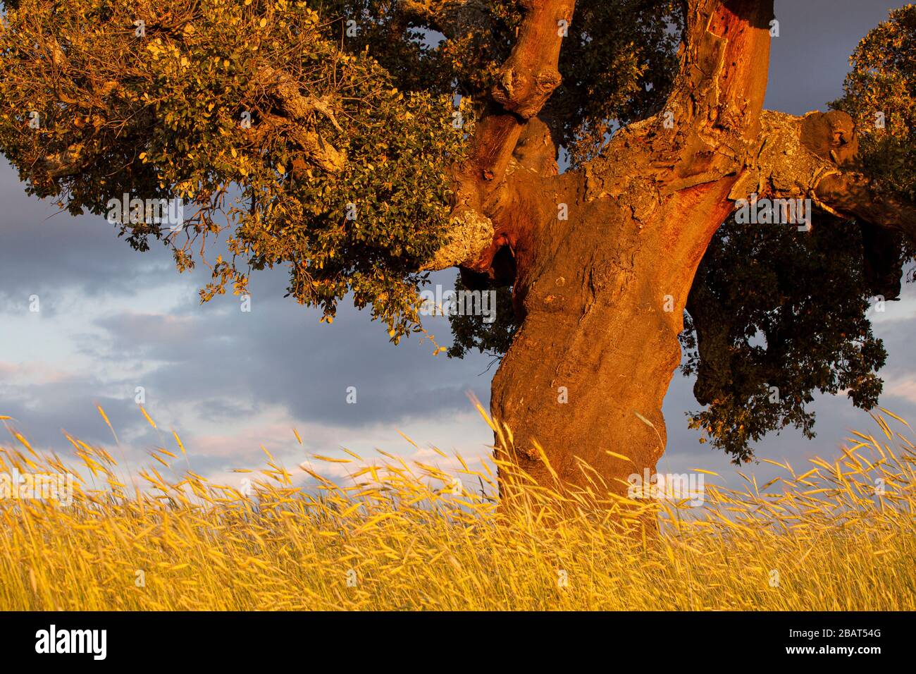 Douro international nature park hi-res stock photography and images - Alamy